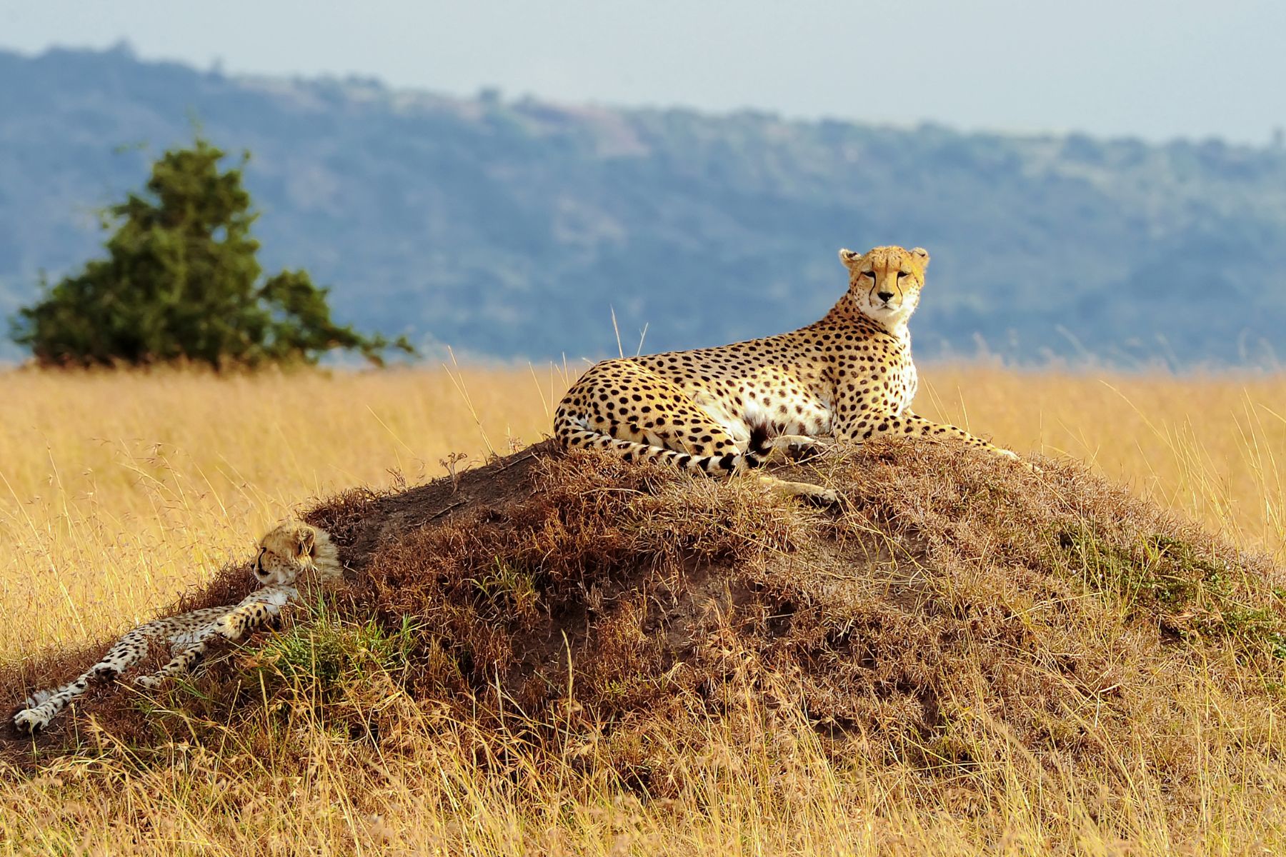 Gorgeous Dreams Adventures Beautify Your Safari Gorgeous Dreams Adventures Beautify Your Safari